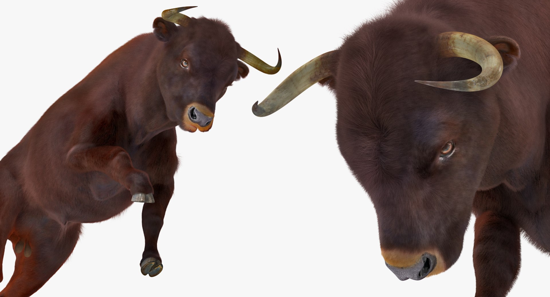 Bull Attacking Pose Fur 3D Model - TurboSquid 1217755