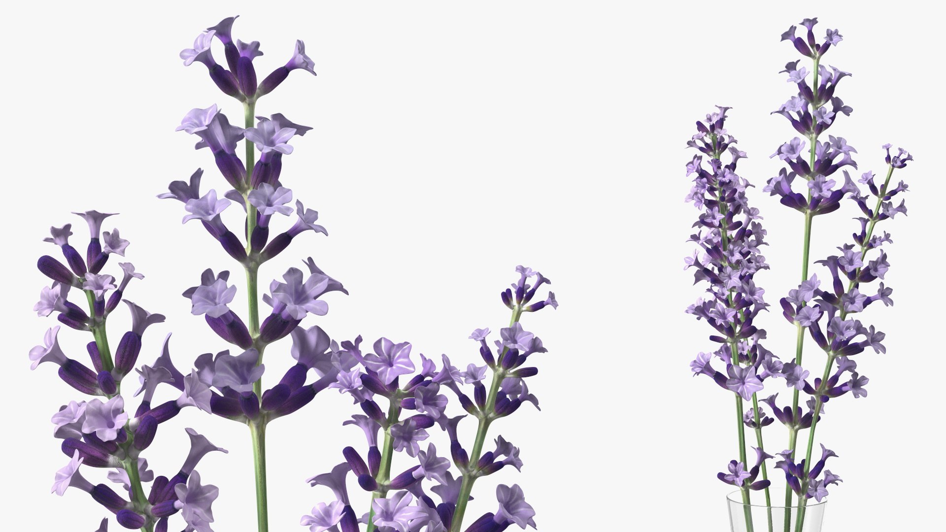 Vase With Lavender Flowers 3D Model - TurboSquid 2193557