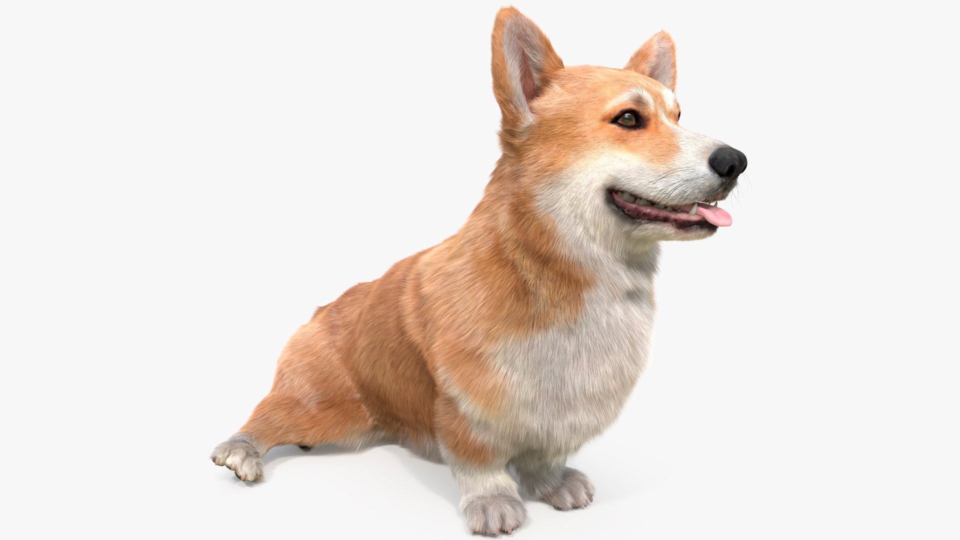 3D Model Pembroke Welsh Corgi Dog Sitting Pose Fur For Maya ...