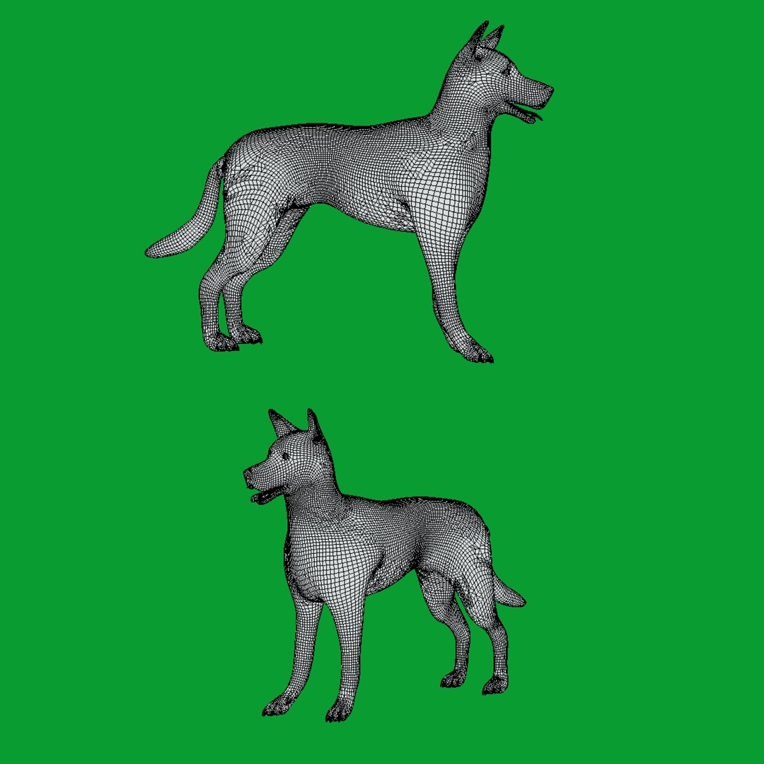 Dutch Shepherd Dog 3D - TurboSquid 2322746