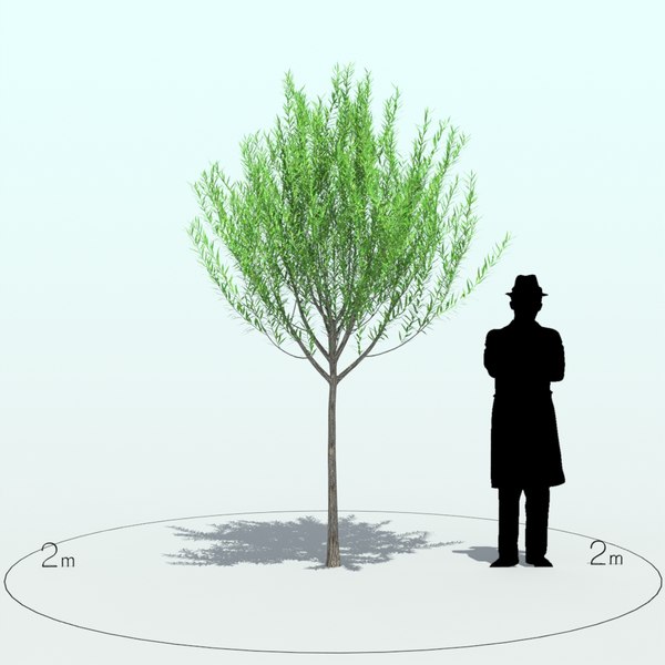 3d willow tree