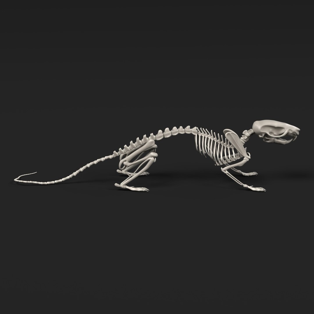 Fbx Rat Skeleton