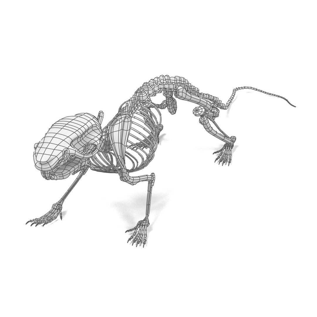 Fbx Rat Skeleton