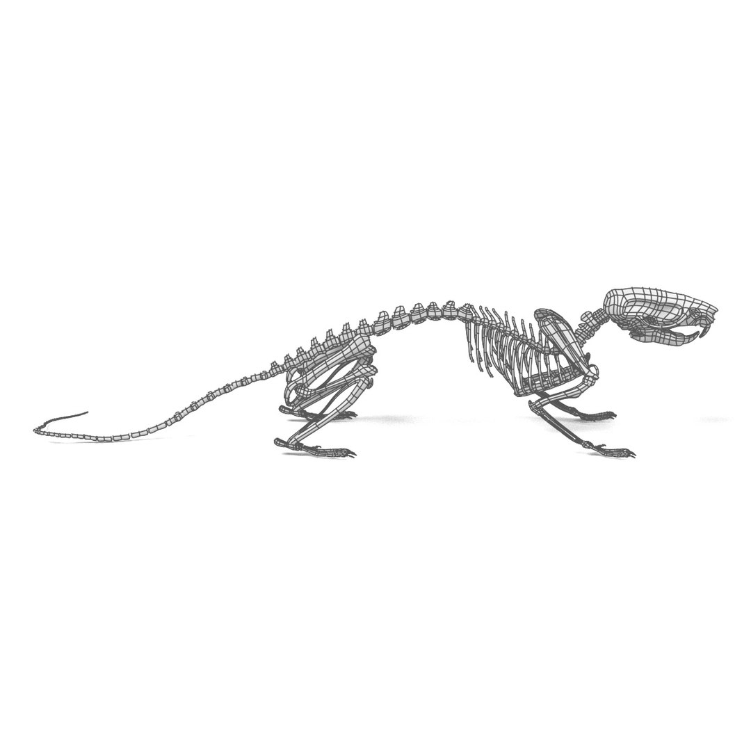 Fbx Rat Skeleton