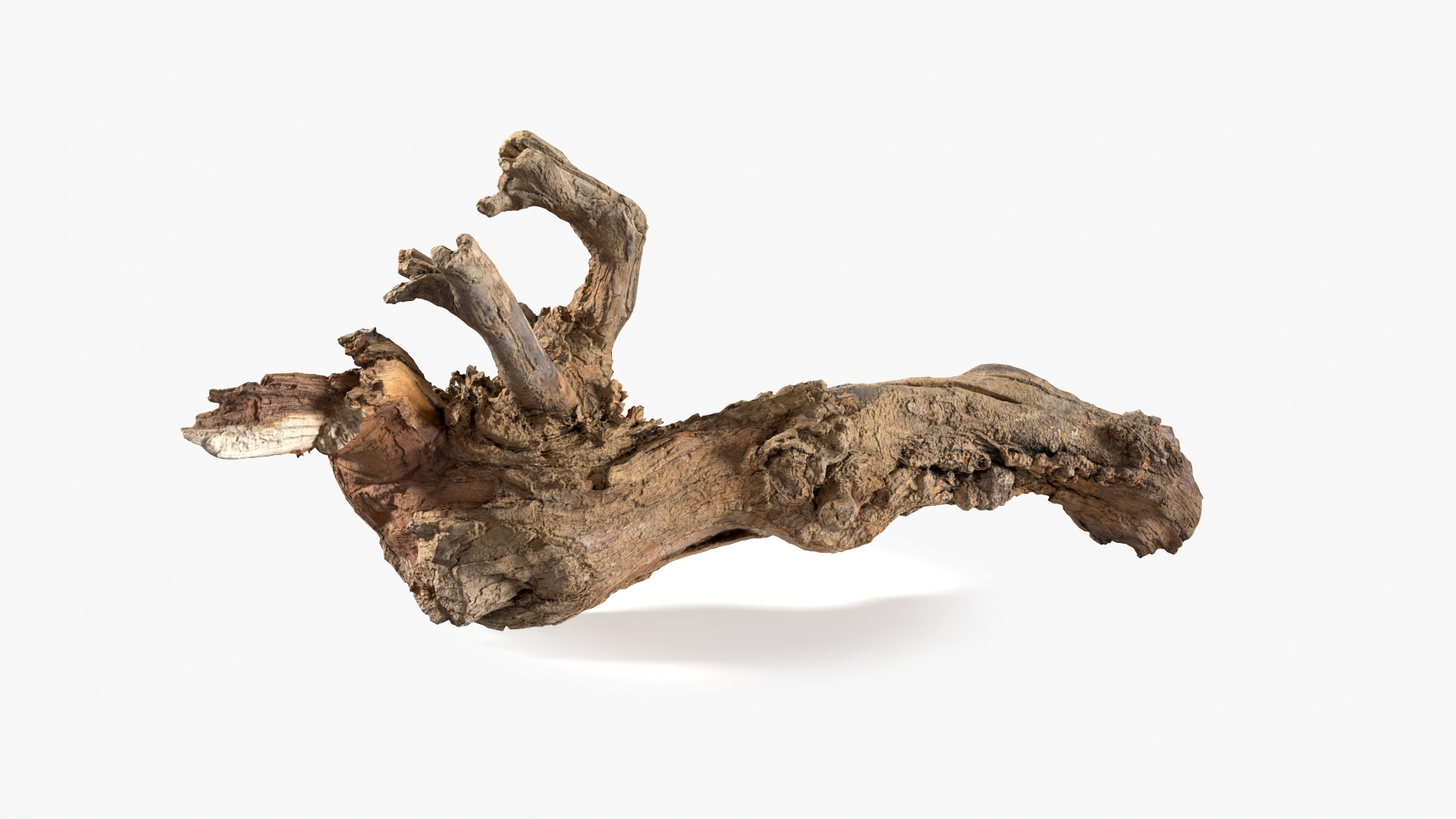 3D Grapevine Bark 3D Scanned 03 StemCell - TurboSquid 2282650