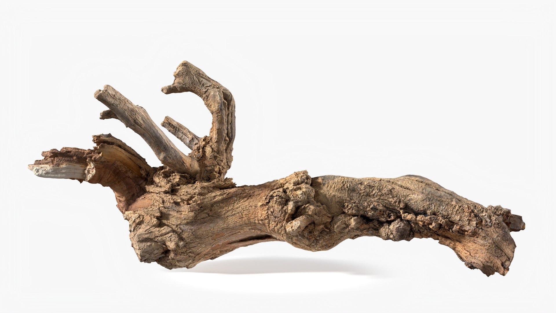 3D Grapevine Bark 3D Scanned 03 StemCell - TurboSquid 2282650