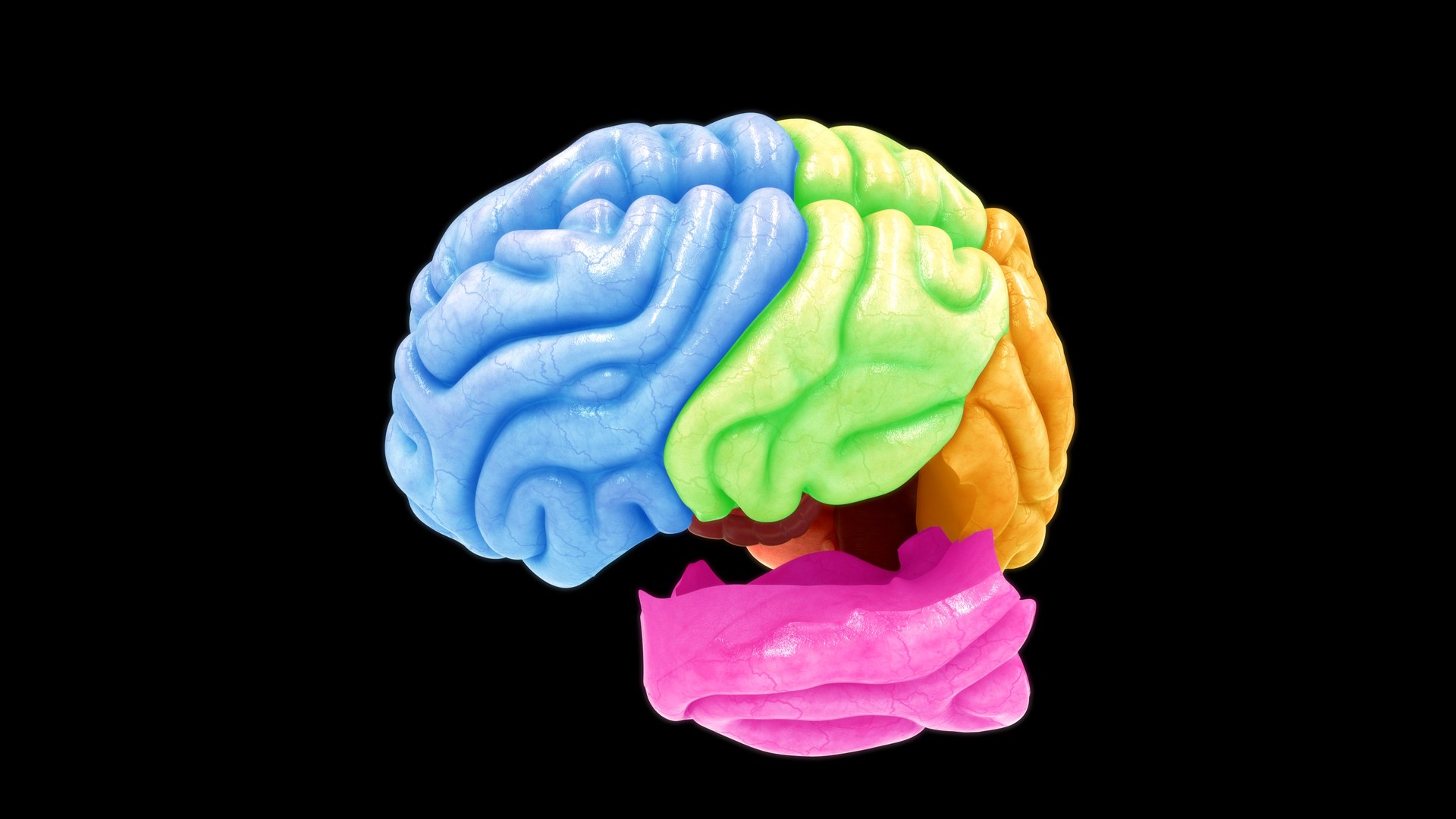 3D Model Human Brain Lobes - TurboSquid 2190124