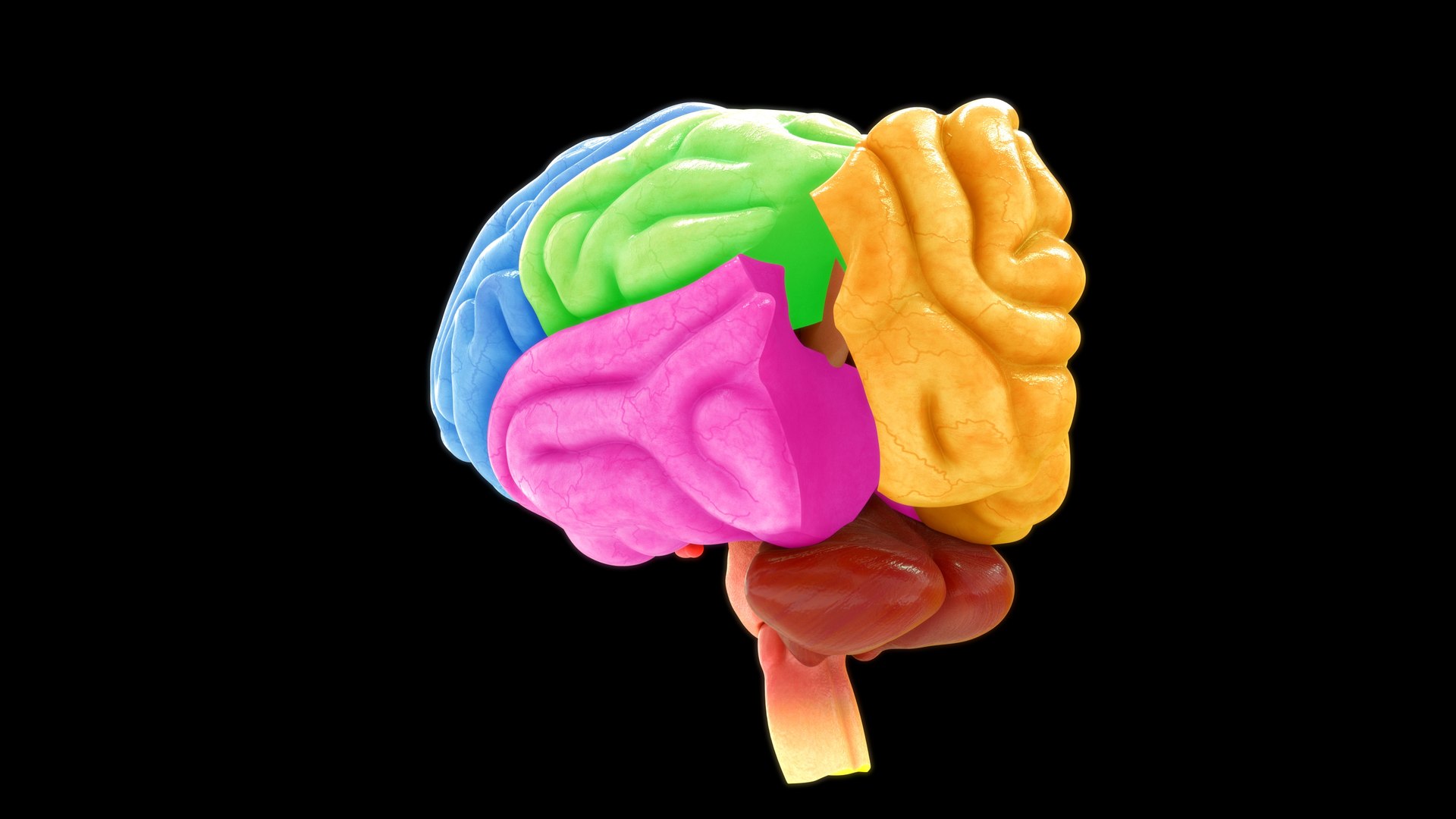 3D Model Human Brain Lobes - TurboSquid 2190124
