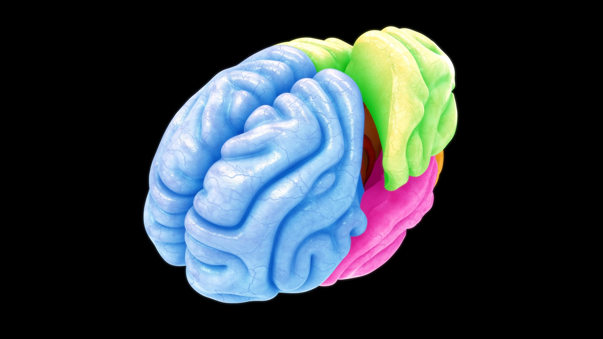 3D Model Human Brain Lobes - TurboSquid 2190124