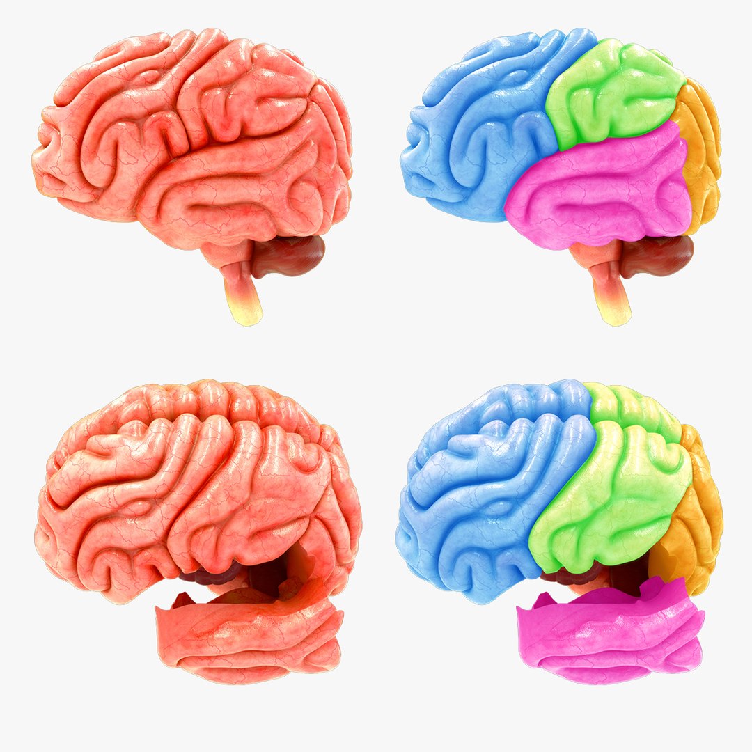 3D Model Human Brain Lobes - TurboSquid 2190124
