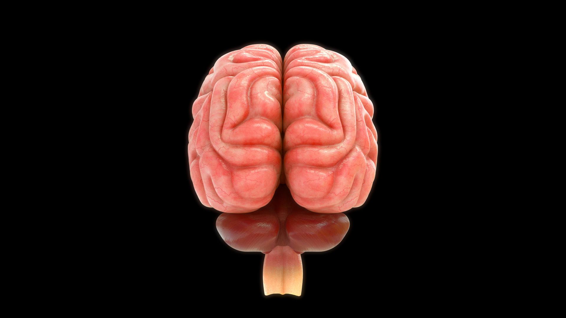 3D Model Human Brain Lobes - TurboSquid 2190124