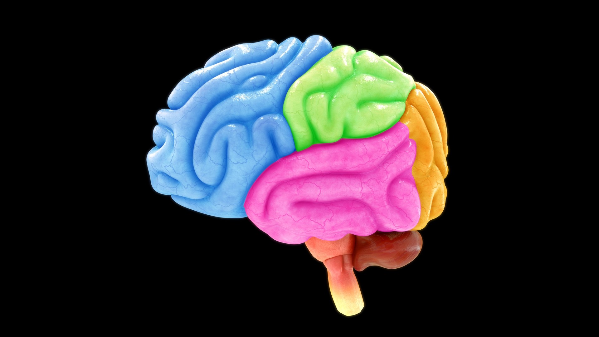 3D Model Human Brain Lobes - TurboSquid 2190124