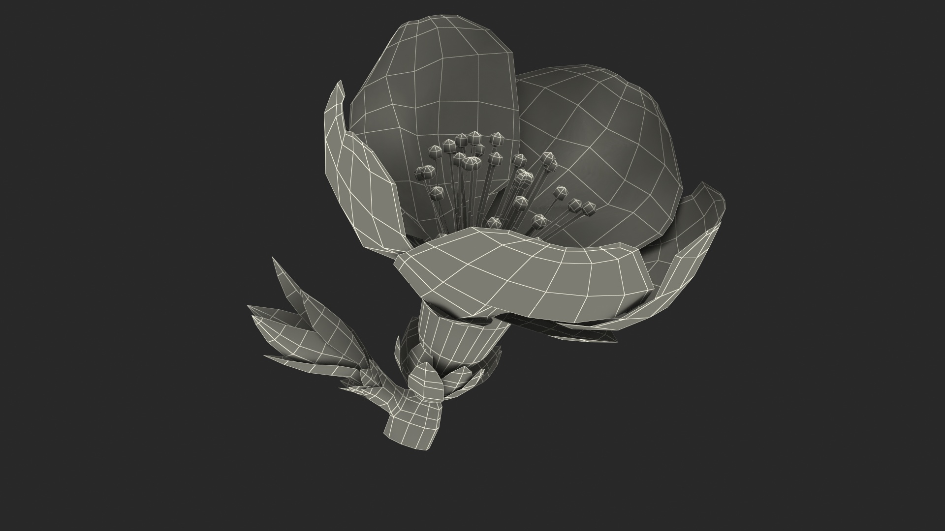 Cherry White Flower Model - TurboSquid 1628863