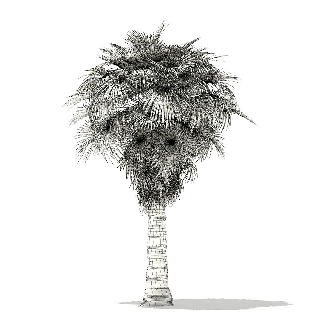 3D California Palm Tree 7m Model - TurboSquid 1354987