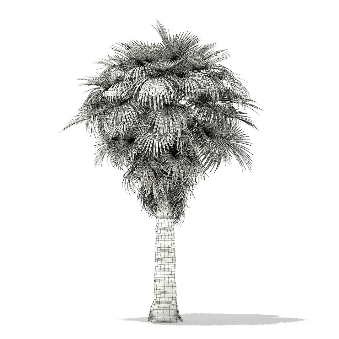 3D California Palm Tree 7m Model - TurboSquid 1354987