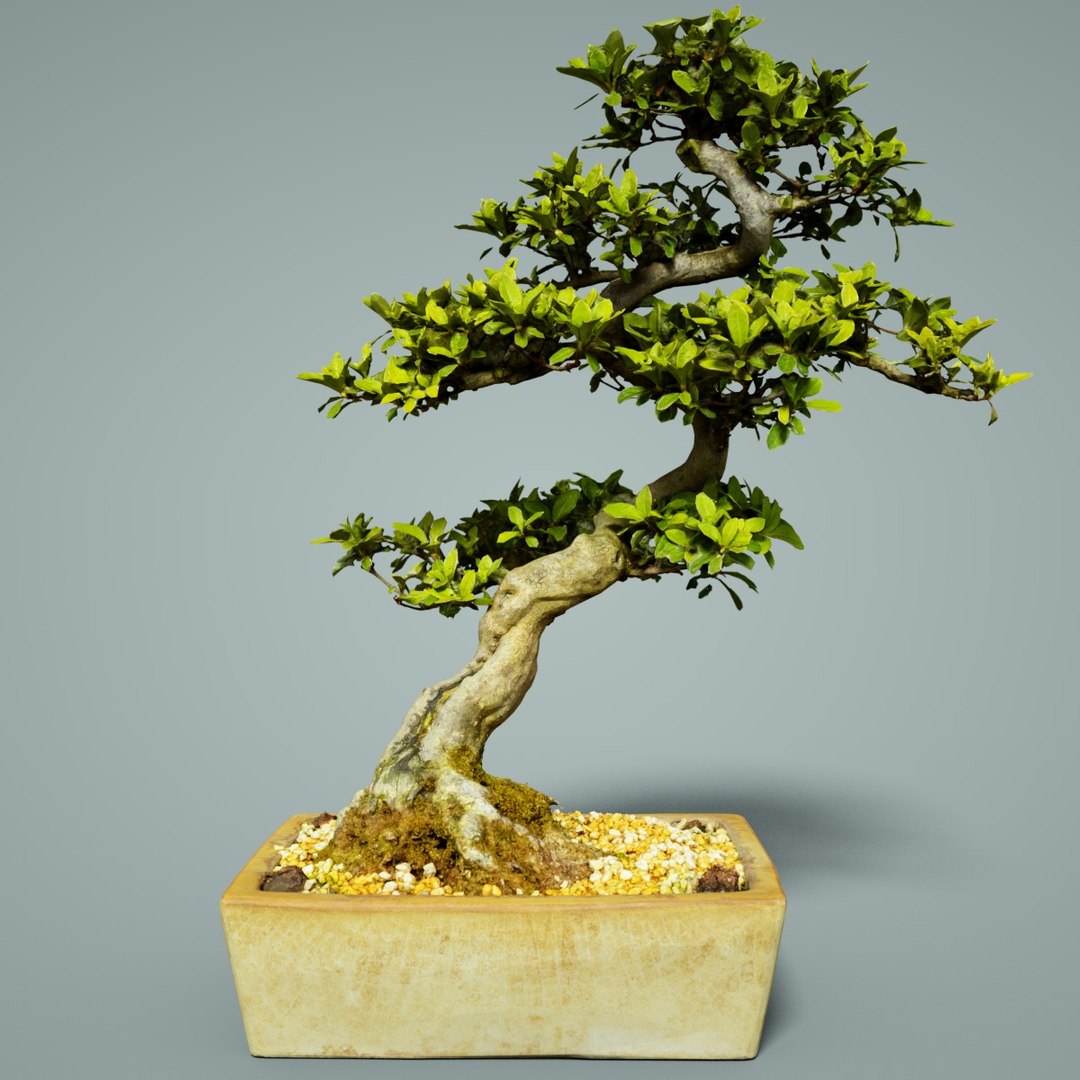 3D Bonsai Tree Satsuki Model - TurboSquid 1154330