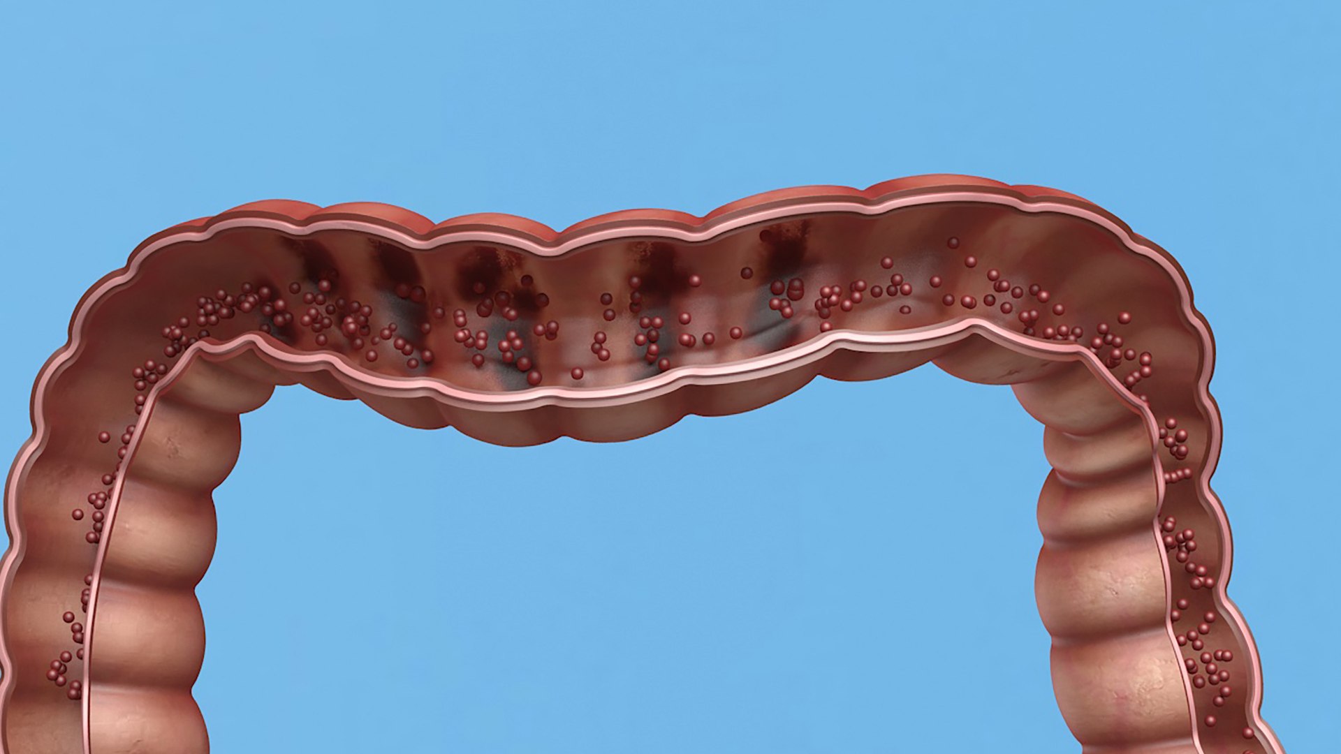 3D Enterotoxin Demonstration Internal Organs Anatomy Model - TurboSquid ...