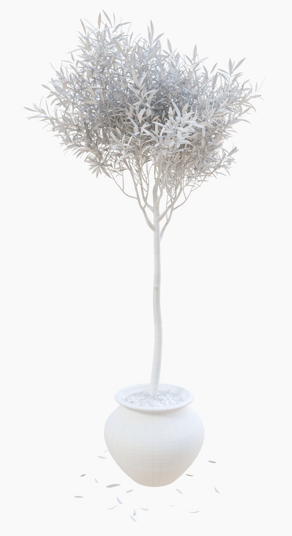 3D model olive tree pot - TurboSquid 1316903