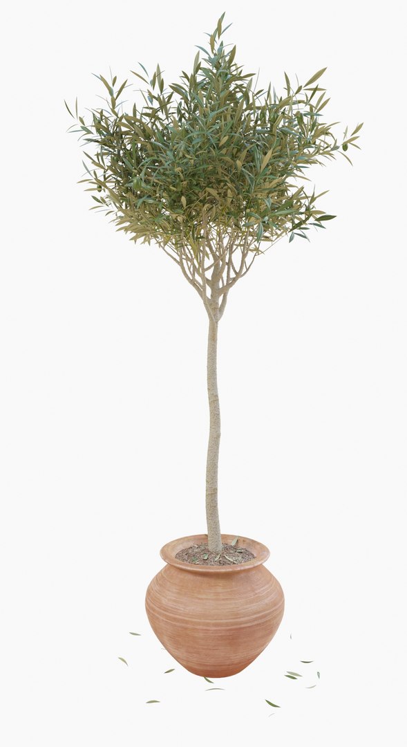 3D model olive tree pot - TurboSquid 1316903