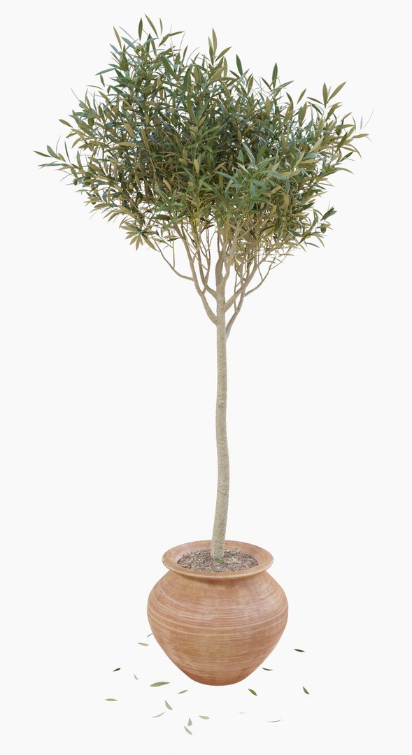 3D model olive tree pot - TurboSquid 1316903