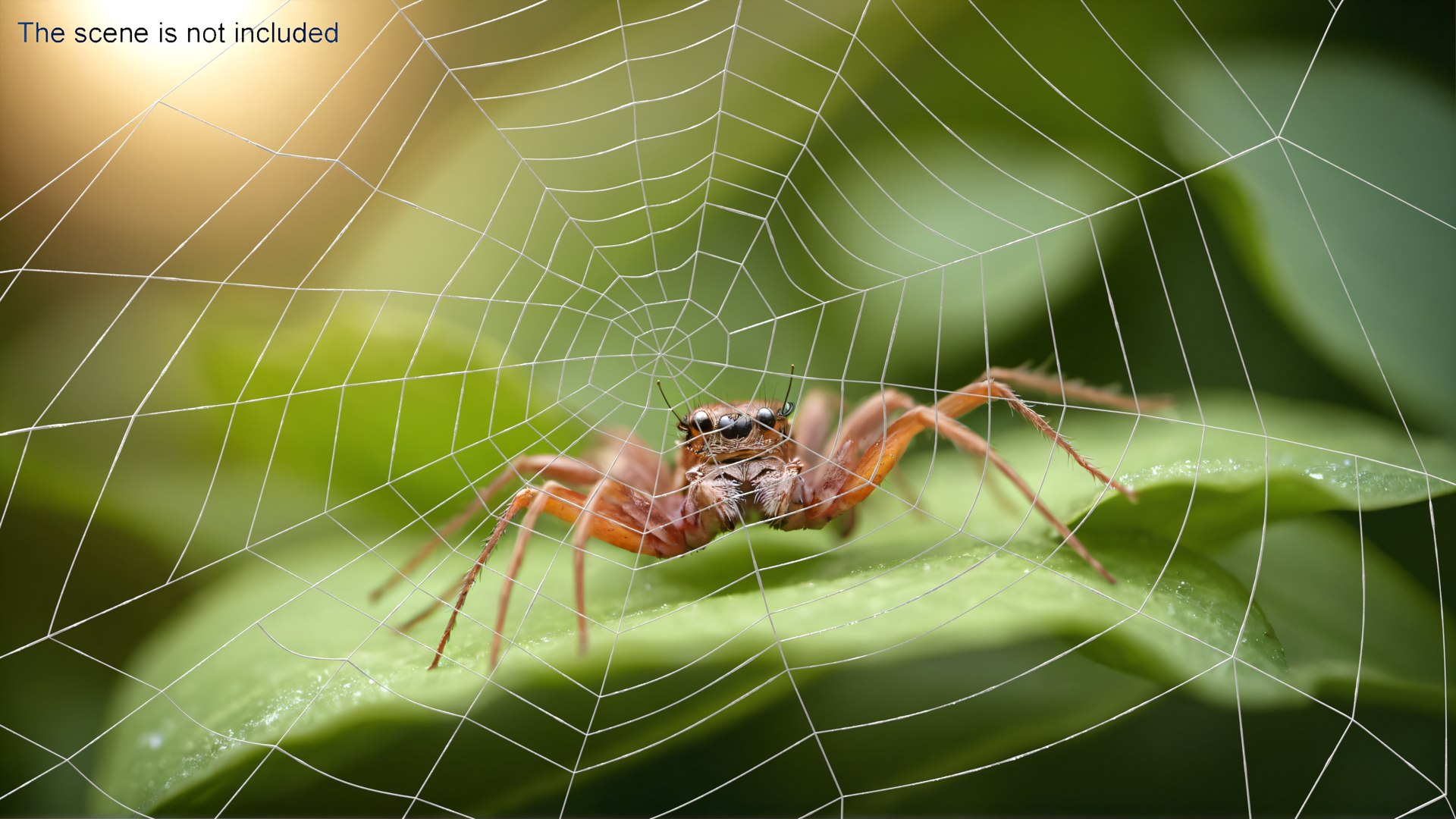 3D Spider Webs Collection 2 Model - TurboSquid 2245328