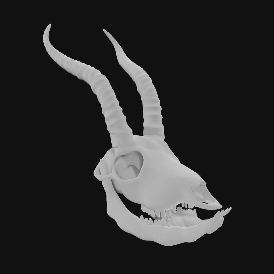 modelo 3d Gazelle Skull - TurboSquid 1986107