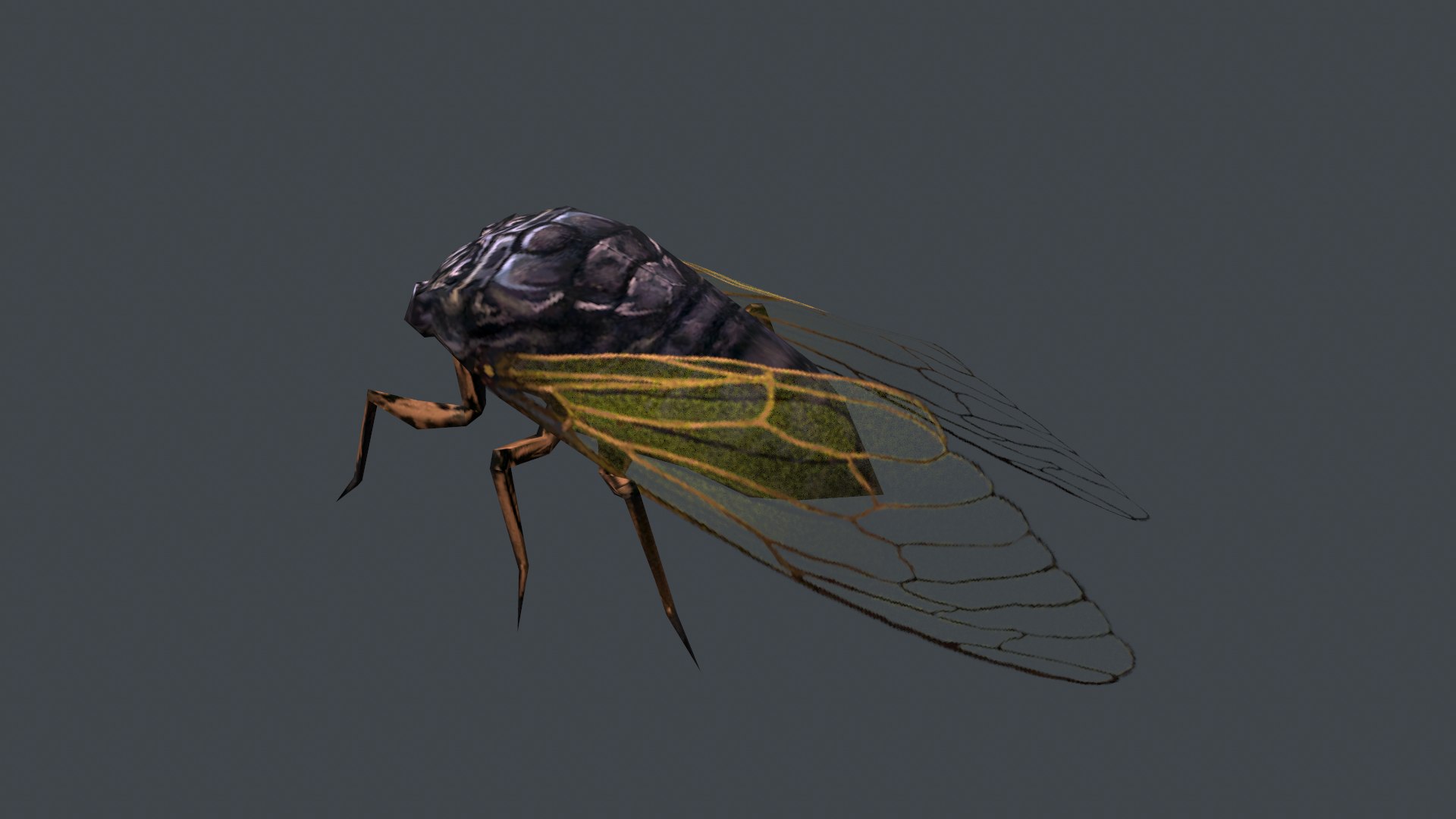 modelo 3d low poly animated cicada - TurboSquid 2038918