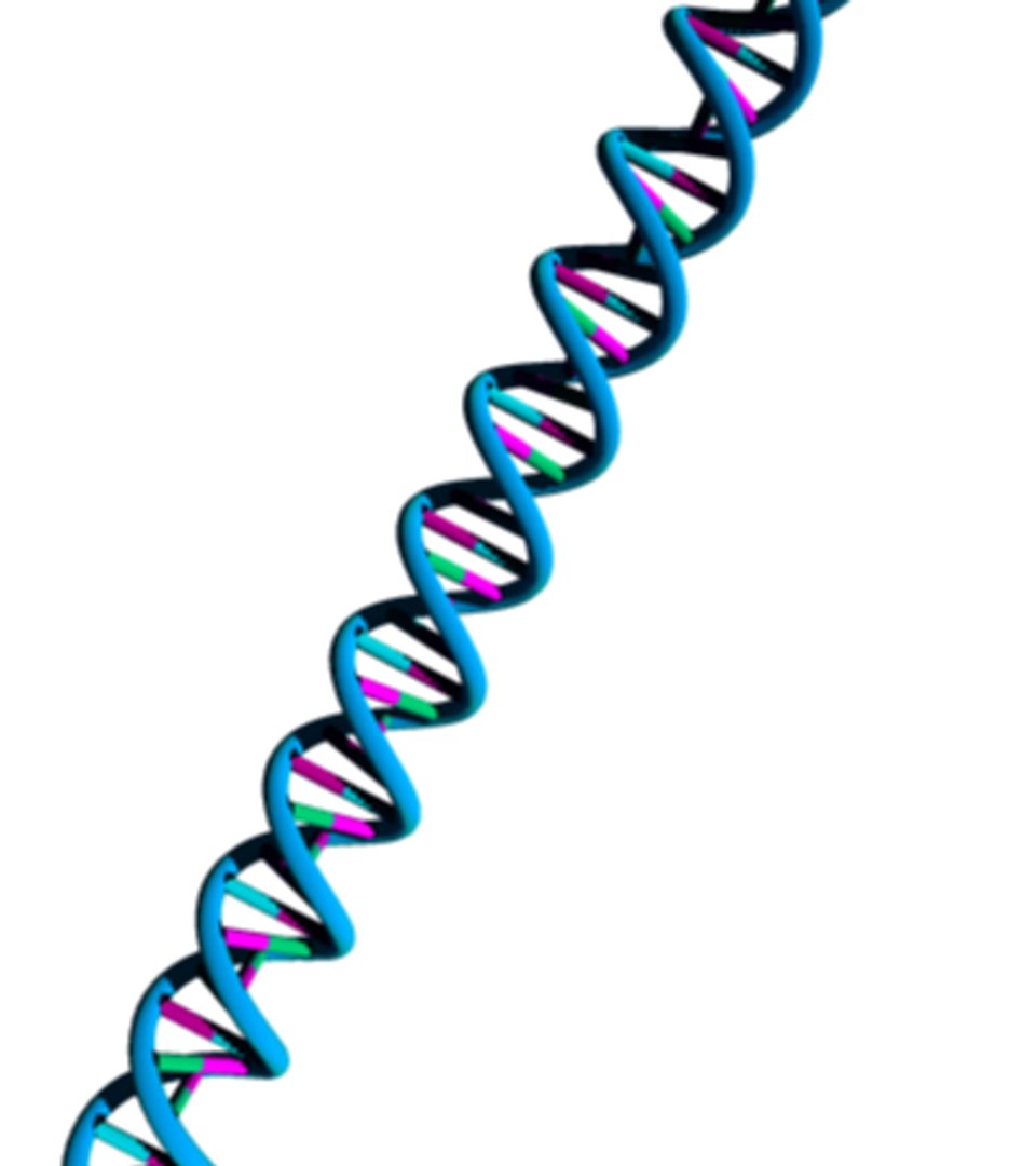 3d Dna Rna Mrna Model