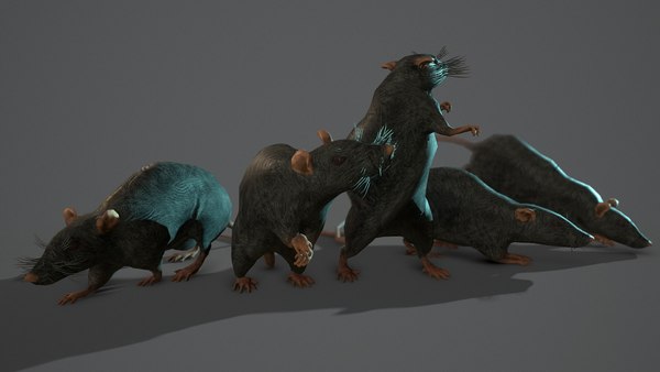 3D low-poly animations rat model - TurboSquid 1712116