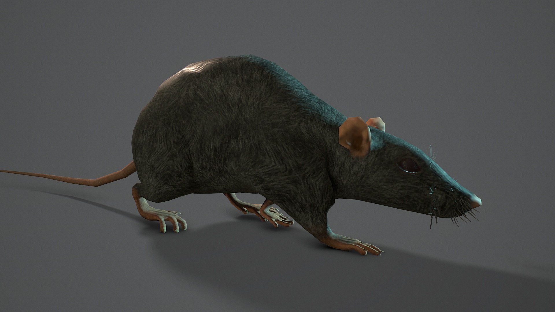 3D Low-poly Animations Rat Model - TurboSquid 1712116
