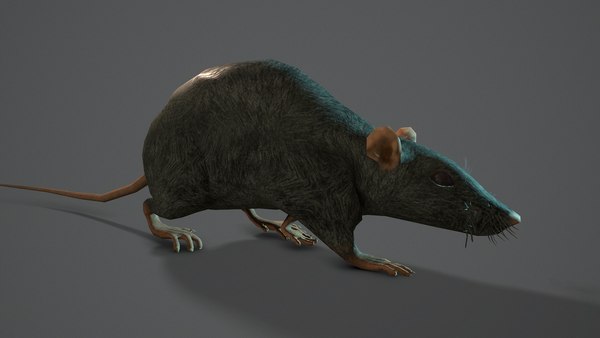 3D low-poly animations rat model - TurboSquid 1712116