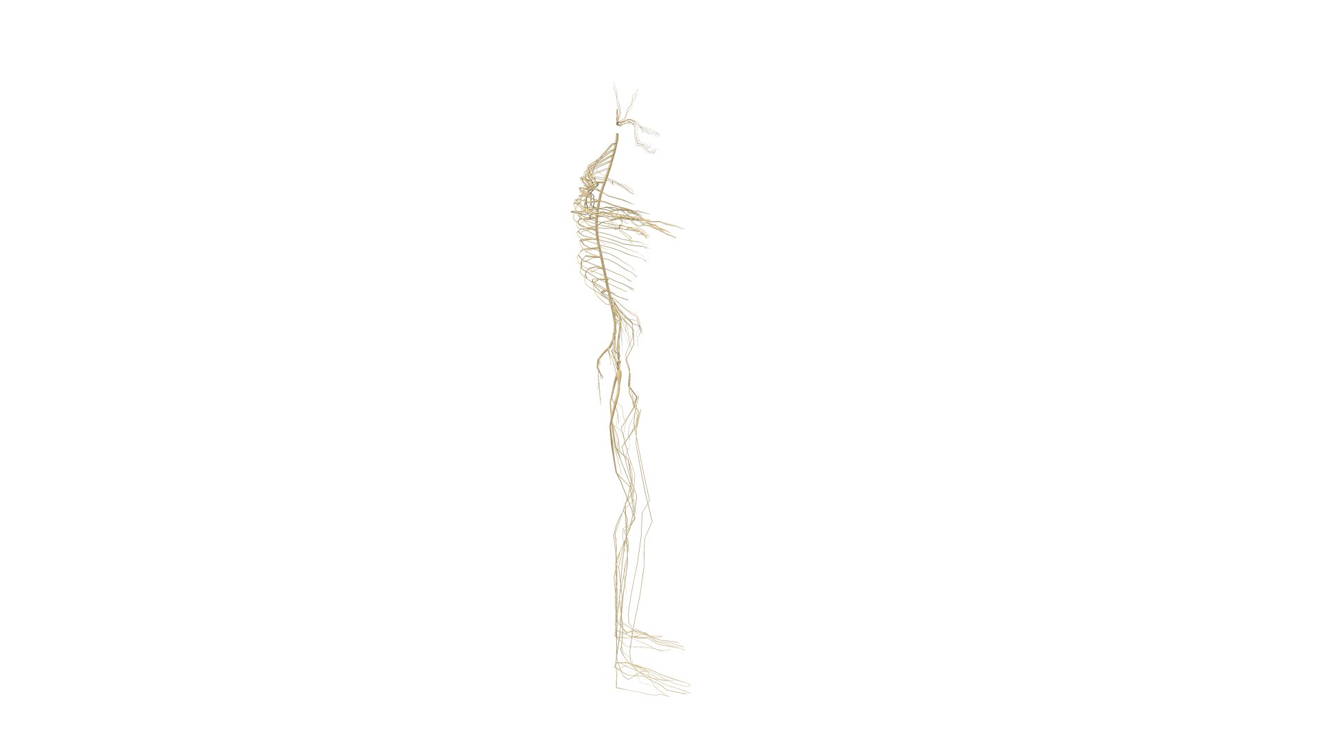 3D Human Nerves - TurboSquid 2172894