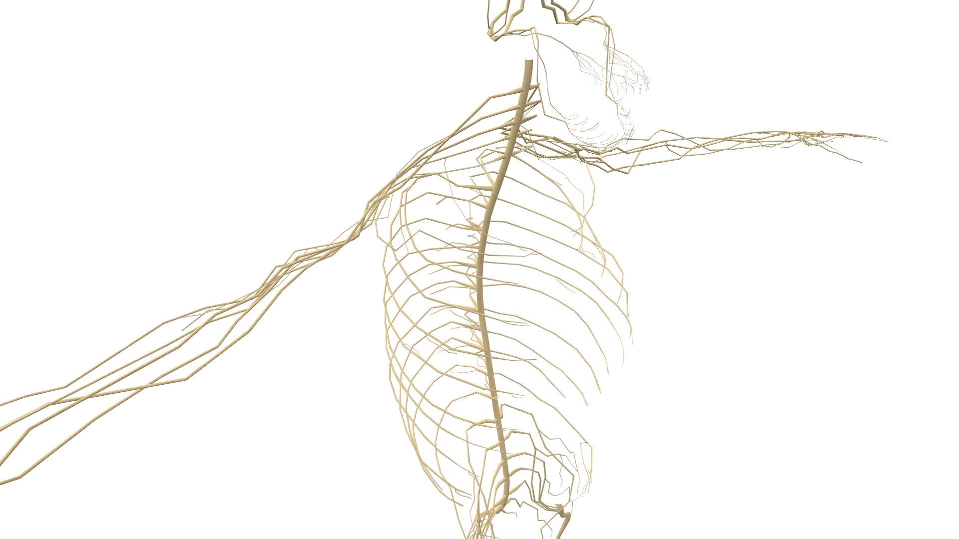 3D Human Nerves - TurboSquid 2172894