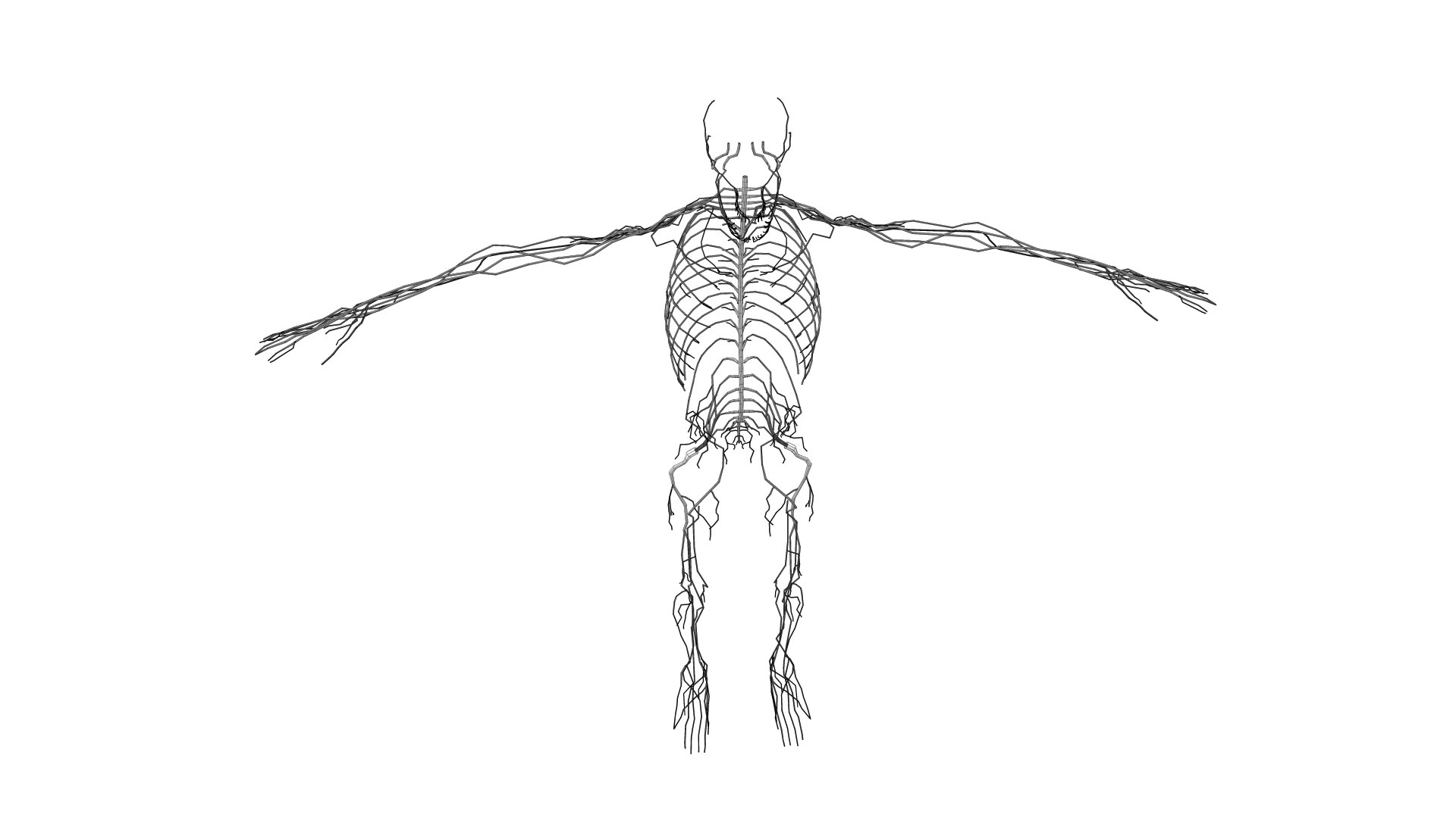 3D Human Nerves - TurboSquid 2172894