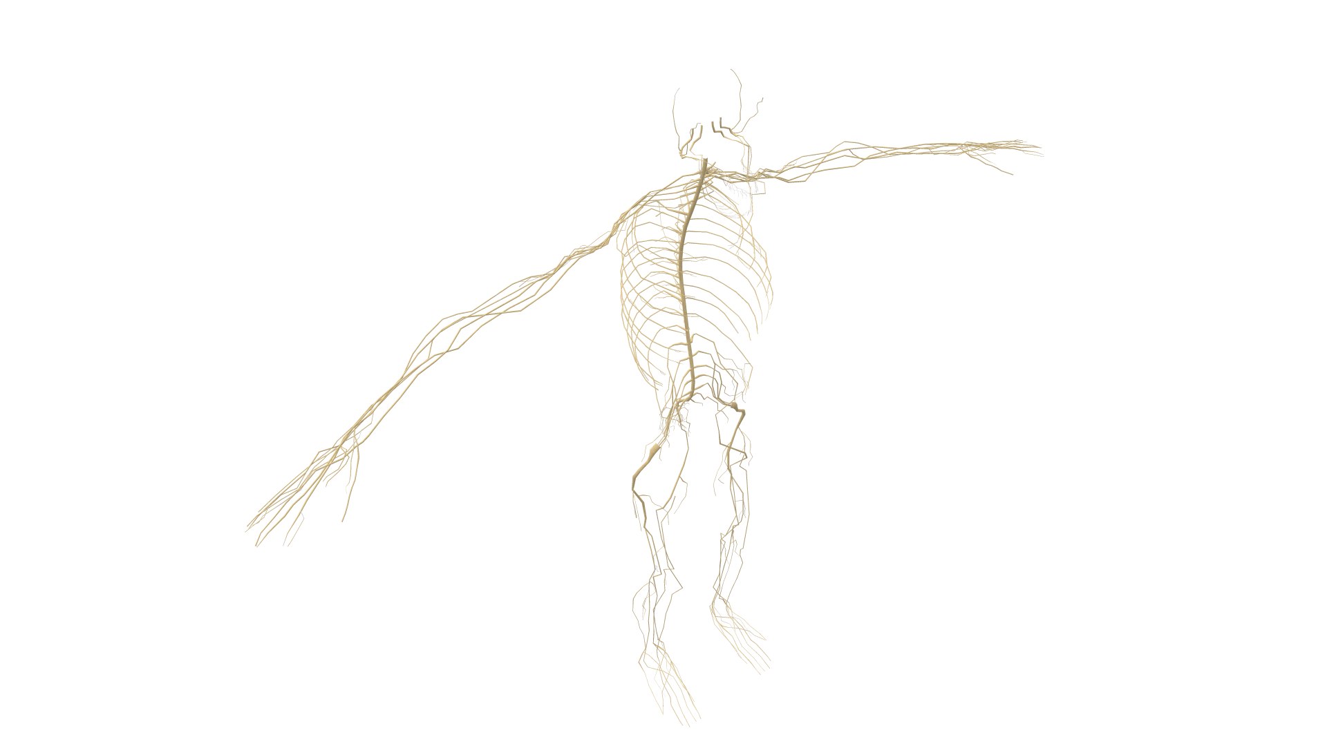 3D Human Nerves - TurboSquid 2172894