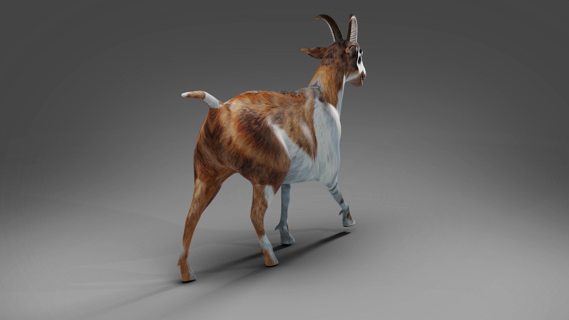 3D Goat 01 Rigged And Animation - TurboSquid 2009997