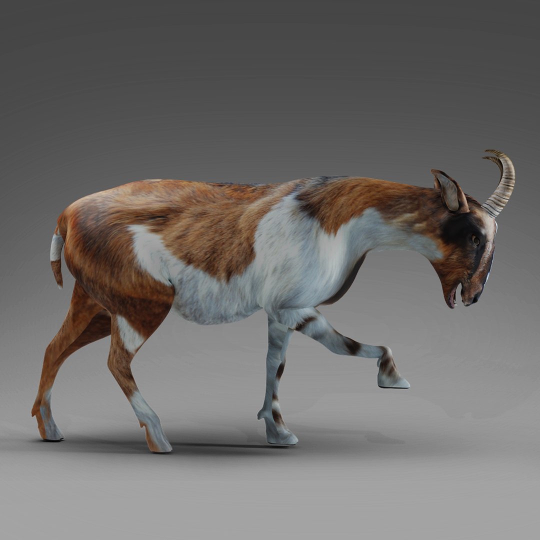 3D Goat 01 Rigged And Animation - TurboSquid 2009997