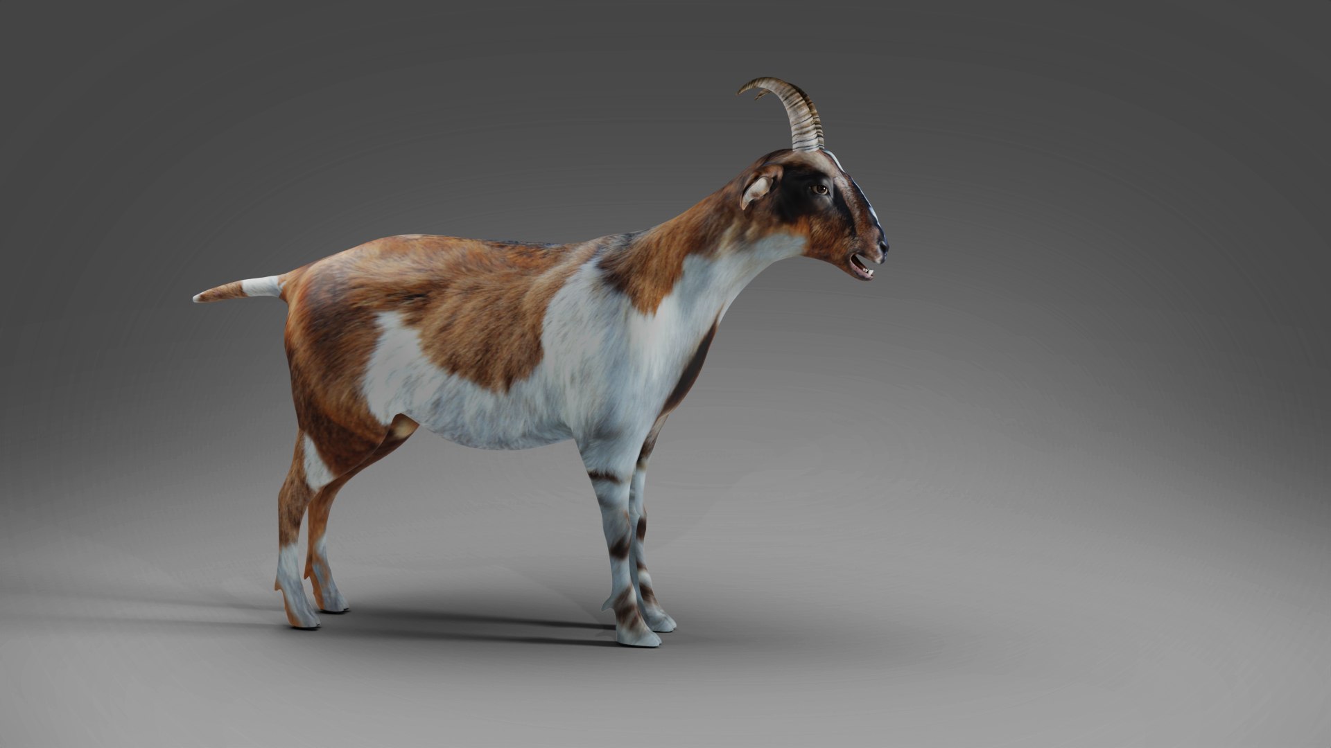 3D Goat 01 Rigged And Animation - TurboSquid 2009997