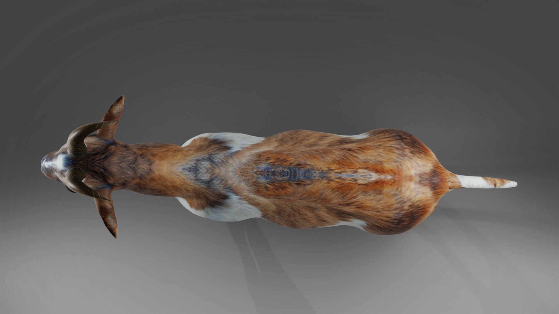 3D Goat 01 Rigged And Animation - TurboSquid 2009997