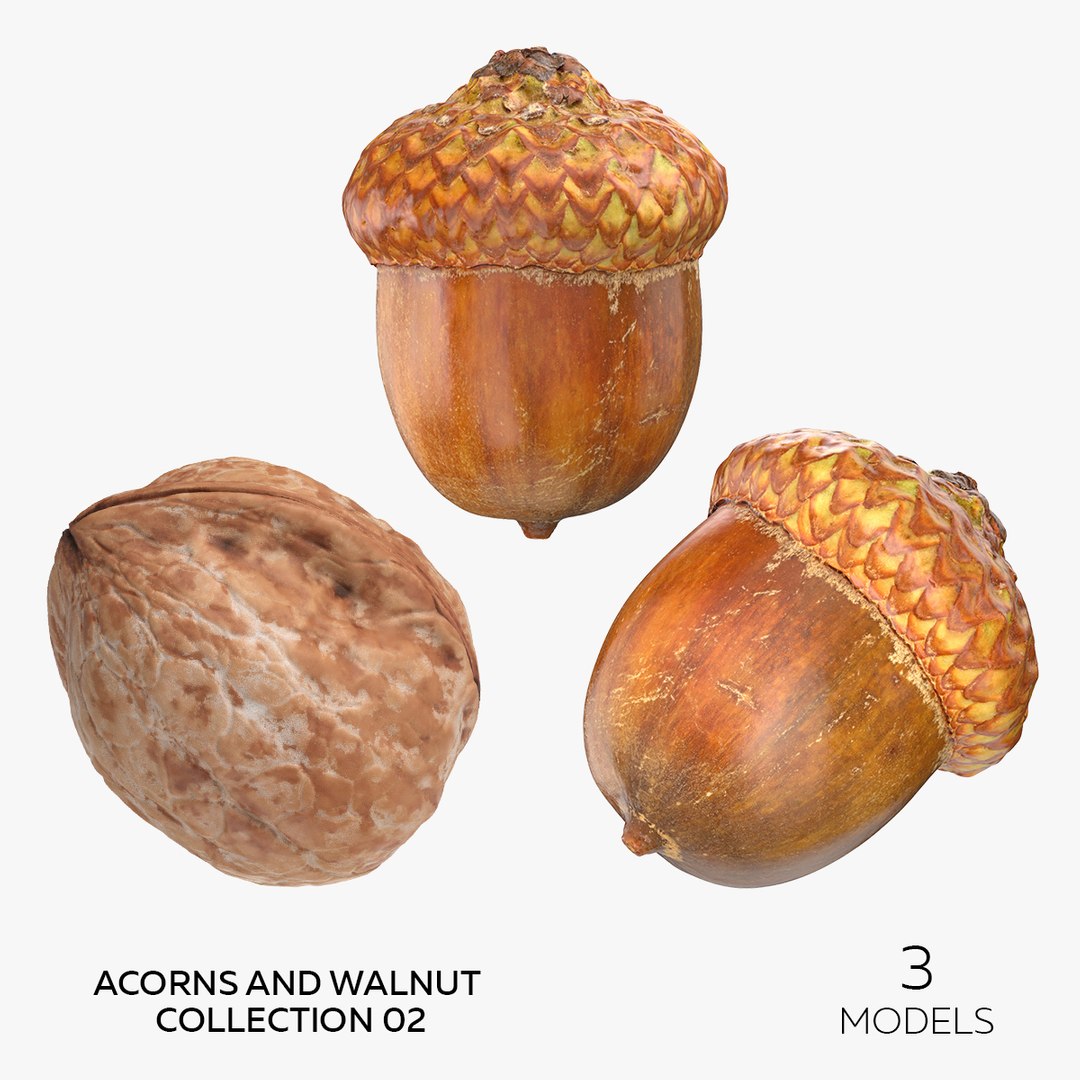 Acorns and Walnut Collection 02 - 3 models 3D model - TurboSquid 1886009