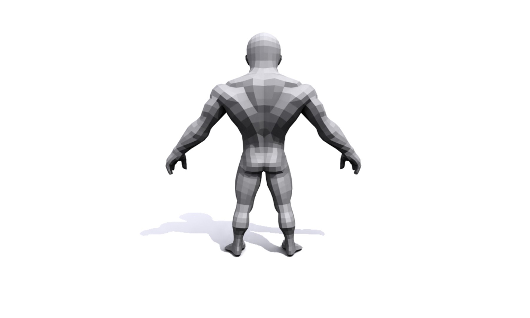 3d Male Anatomy Model