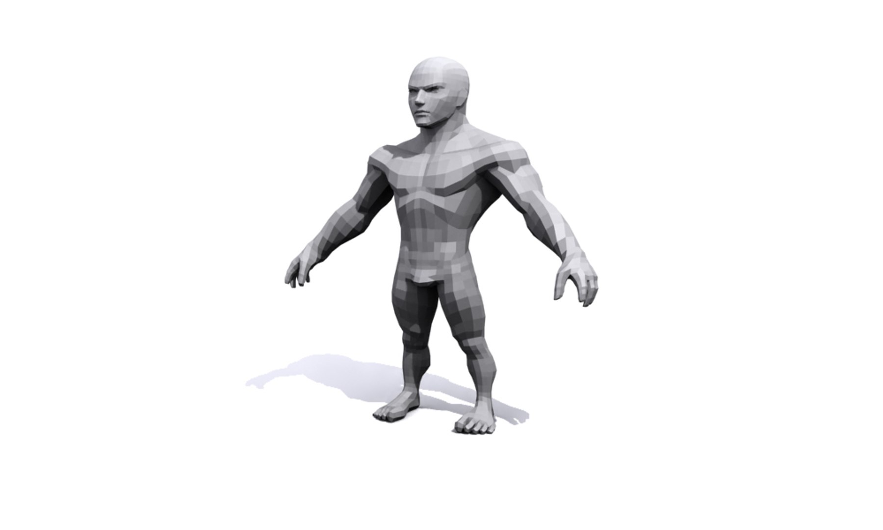 3d Male Anatomy Model