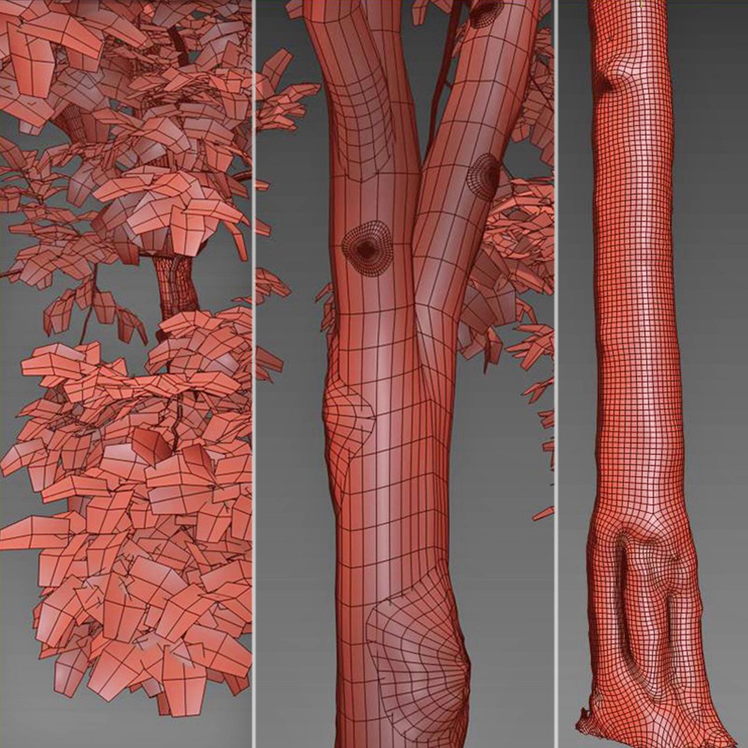 3D American Beech 4 - TurboSquid 1949441