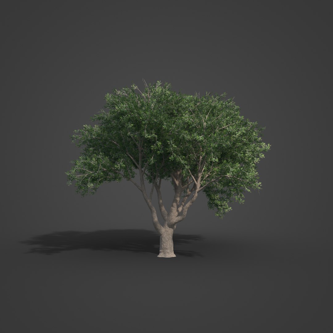 2021 PBR Coast Live Oak Collection - Quercus Agrifolia 3D Model ...
