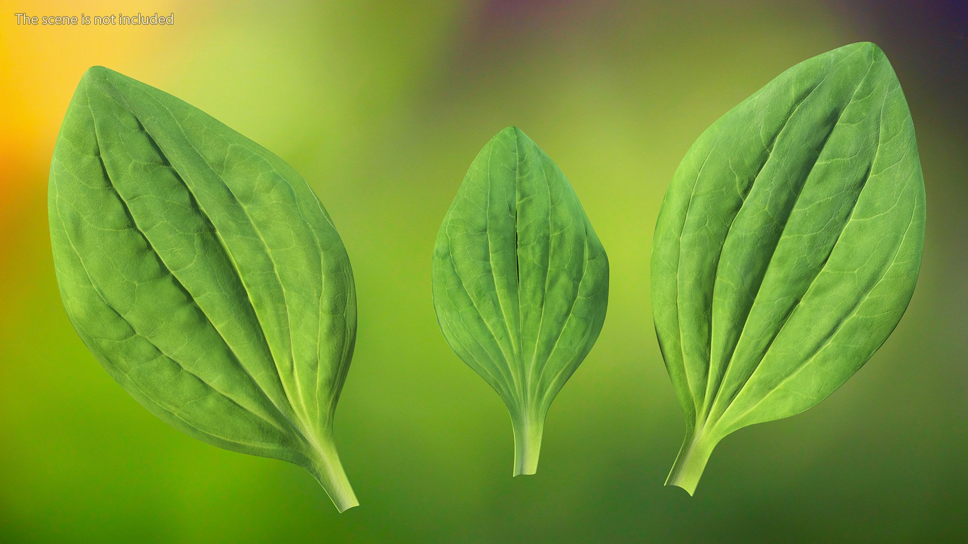 Realistic Plantain Plant Leaves 3D - TurboSquid 2223358
