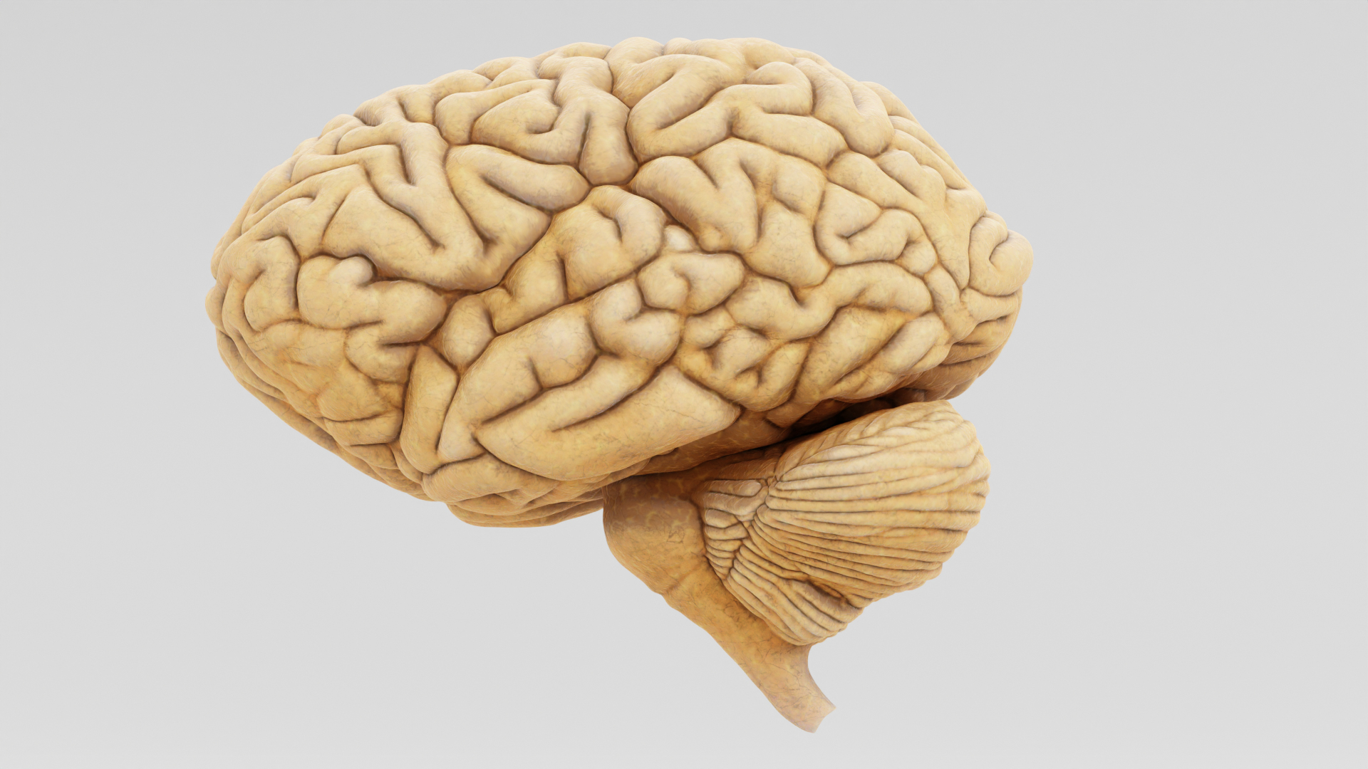 Human Brain 3D Model - TurboSquid 1889183