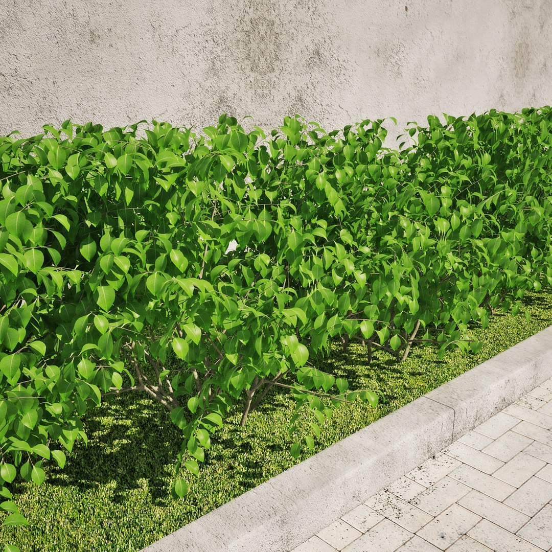 Hedgerow Hedge Plant 3D Model - TurboSquid 1505709