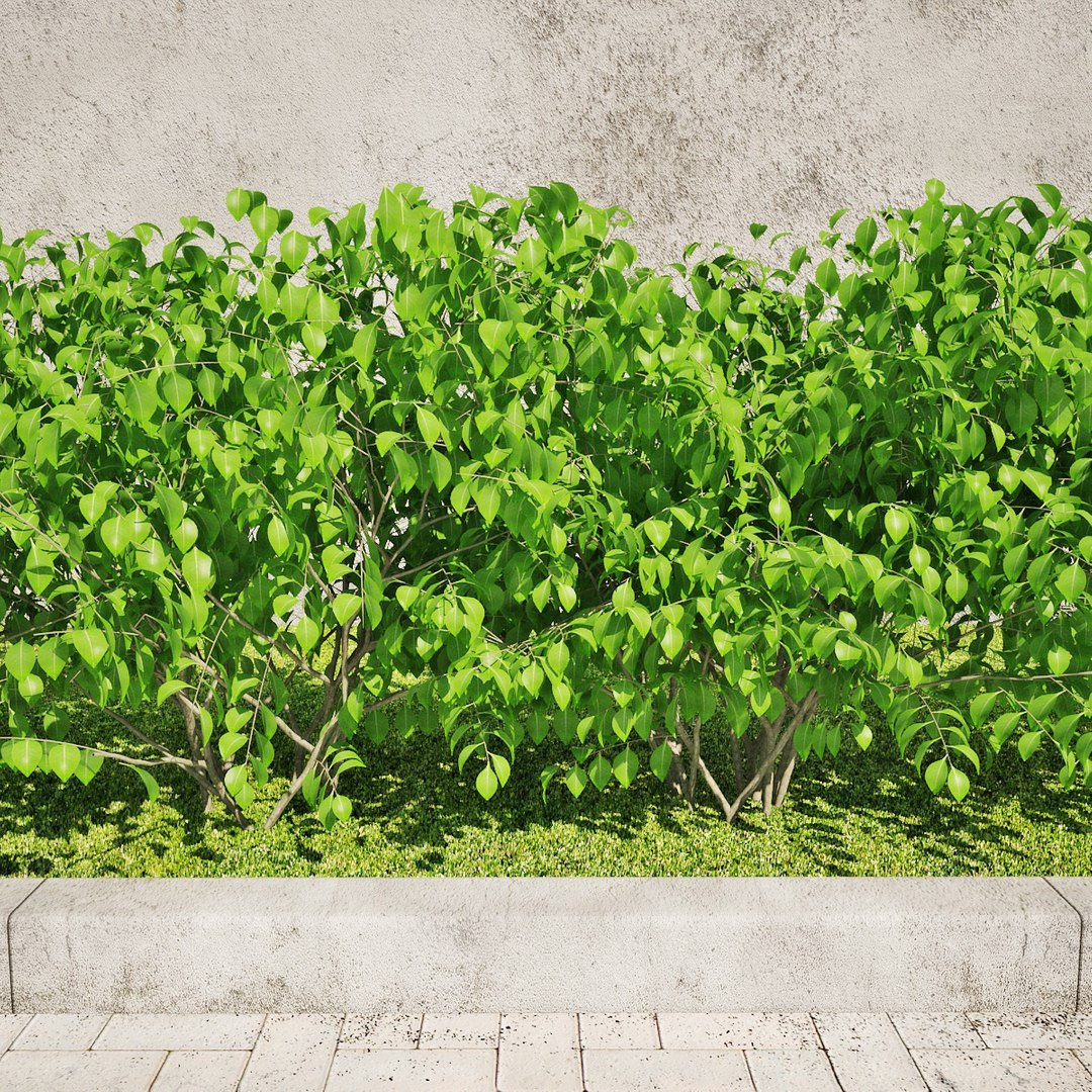 Hedgerow Hedge Plant 3D Model - TurboSquid 1505709