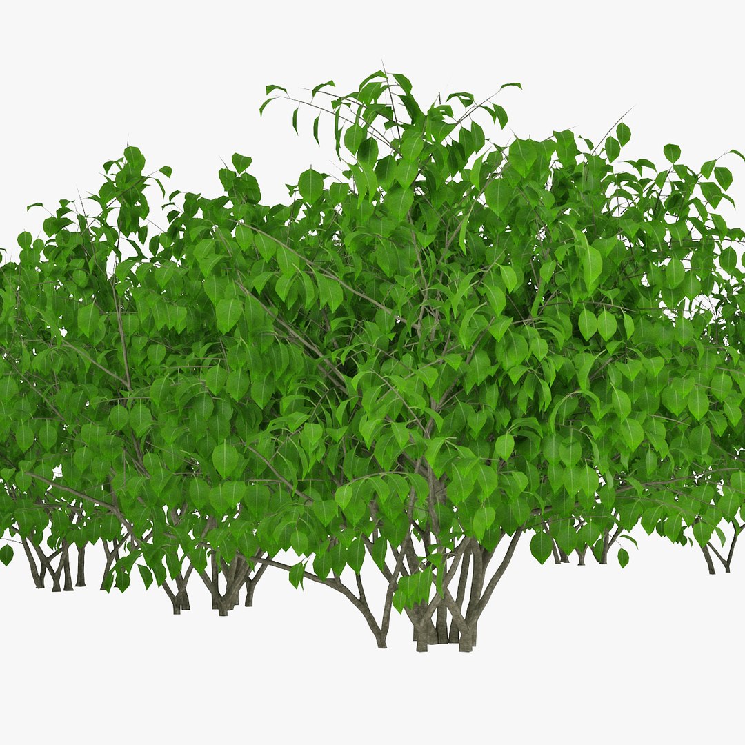 Hedgerow Hedge Plant 3D Model - TurboSquid 1505709