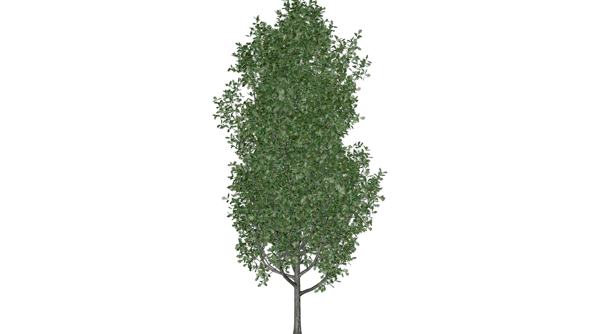Cypress Oak Tree - 06 - 3D Model - TurboSquid 2375798